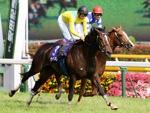 Vodka Becomes Japan's Highest Earning Mare - BloodHorse