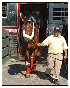Afleet Alex Motors Through Three-Mile Gallop - BloodHorse