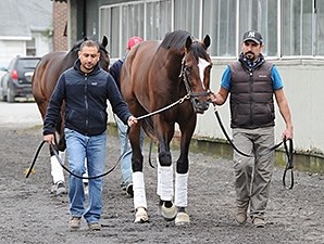 Tonalist - Horse Profile - BloodHorse