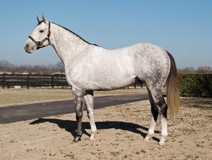 Fast Serve First Winner for Wimbledon - BloodHorse