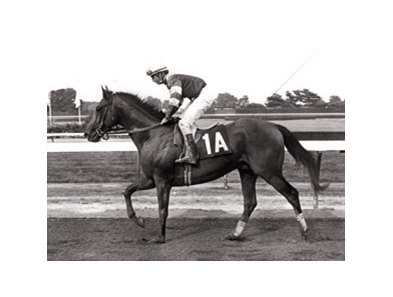 1983 Preakness Winner Deputed Testamony Dies - BloodHorse