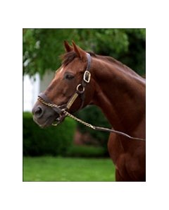 Miswaki, Sired 97 Stakes Winners, Dead - BloodHorse