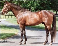 Mr. Prospector Tops Broodmare Sire List For Fifth Year in Row - BloodHorse