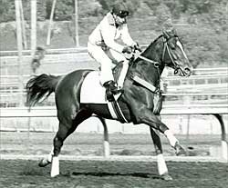 Affirmed - Horse Profile - BloodHorse