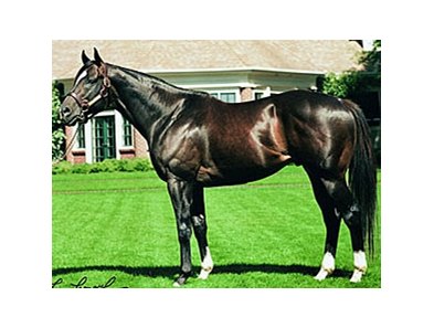 Dixie Union Euthanized - BloodHorse