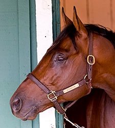 Pimlico Special Draws Solid Field in Return - BloodHorse