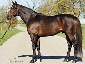 Action This Day to Castleton Lyons - BloodHorse