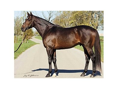 Action This Day to Castleton Lyons - BloodHorse