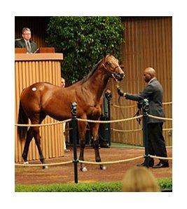 Slam Dunk: Shultz Sells $1 Million Yearling - BloodHorse