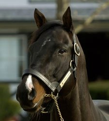 Yonaguska Relocated to Louisiana - BloodHorse