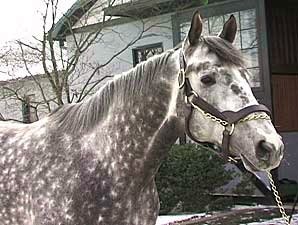 Stallion Video: Flashy Bull - BloodHorse