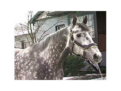 Stallion Video: Flashy Bull - BloodHorse