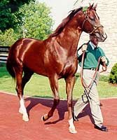 Classic Winner Tabasco Cat Dies in Japan - BloodHorse