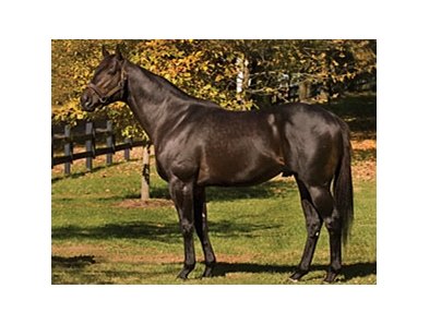 Seattle Fitz Sold to Argentine Farm - BloodHorse