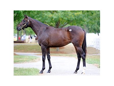 Last Storm Cat Sale Offspring Brings $285,000 - BloodHorse