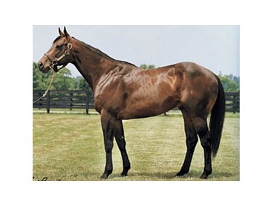 Indian Charlie Loses Battle with Cancer - BloodHorse