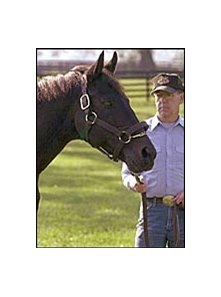 Seattle Slew Returning to Breeding Shed - BloodHorse