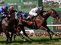 Millionaire Turf Mare Tuzla Retired - BloodHorse