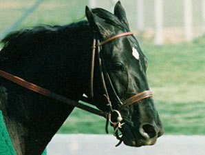 Snow Chief - Alchetron, The Free Social Encyclopedia