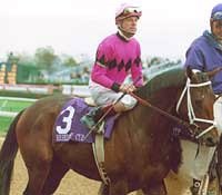 Dollar Bill to Miss Breeding Season - BloodHorse