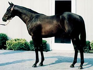 Champion Dayjur Retired from Stud Duty - BloodHorse