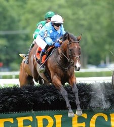 Champion Steeplechaser: Mixed Up - BloodHorse