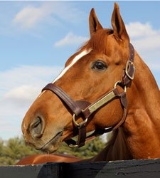 Curlin Begins New Career as Stallion - BloodHorse