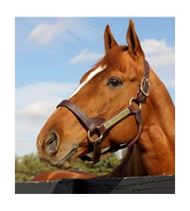 Curlin Begins New Career as Stallion - BloodHorse