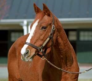 Derby Winner Genuine Risk Dies - BloodHorse