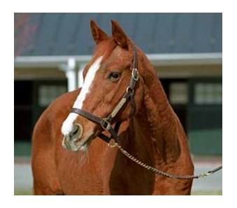 Derby Winner Genuine Risk Dies - BloodHorse