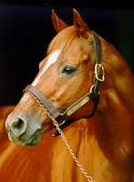 Triple Crown Winner Affirmed Euthanized - BloodHorse