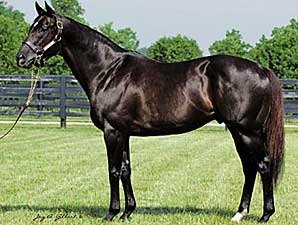 'Down Under' Stallion Champions Decided - BloodHorse