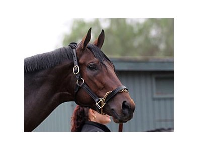 Quality Road Vanning Back to Belmont - BloodHorse