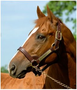 Rahy Pensioned by Three Chimneys Farm - BloodHorse