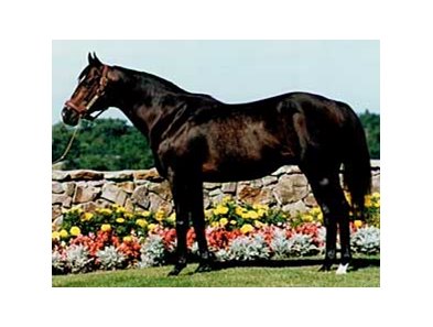 Carr de Naskra Dead - BloodHorse