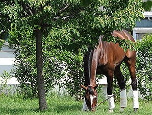 Tonalist - Horse Profile - BloodHorse
