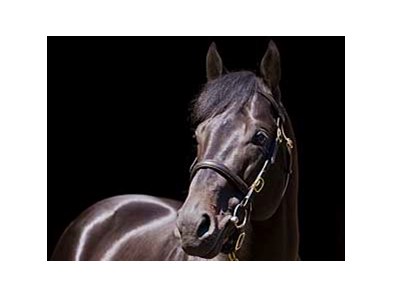 Chapel Royal Moving to Florida - BloodHorse