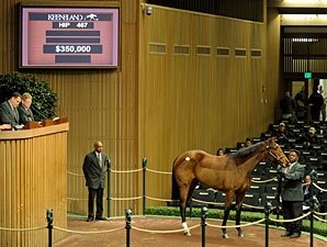 Distorted Humor Filly Sells For $350,000 - BloodHorse
