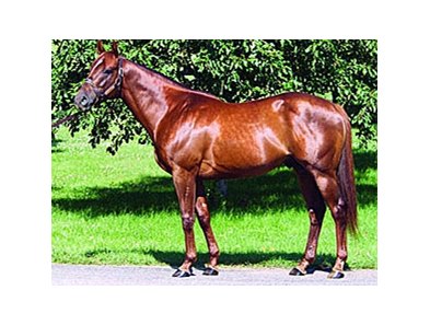 First Samurai Sires First Winner - BloodHorse