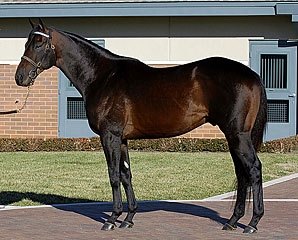 Bernardini Sires First Foal - BloodHorse