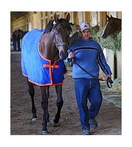 Uncle Mo a Towering Presence in Wood - BloodHorse