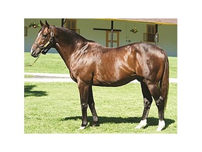 Claiborne Stallion Pulpit Dies - BloodHorse