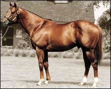 Darley Buys Diabolical and Interest in Distorted Humor - BloodHorse