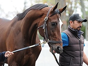 Tonalist - Horse Profile - BloodHorse