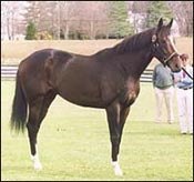 Horse of the Year Tiznow at New Home - BloodHorse