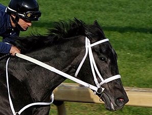 Eight Belles' Necropsy Report Released - BloodHorse