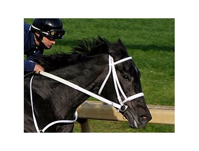 Catastrophic Injuries: What Do We Know? - BloodHorse