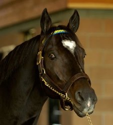Darley Stud Fees: Medaglia d'Oro to $100,000 - BloodHorse