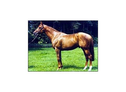 Champion Runner and Sire Kris Dead at 28 - BloodHorse