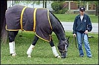 Kristin Mulhall, Racing's Newest Media Darling - BloodHorse